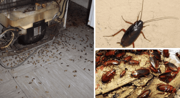 Як позбутися тарганів назавжди ТОП 3 ефективних способи від досвідчених господарок Читайте на