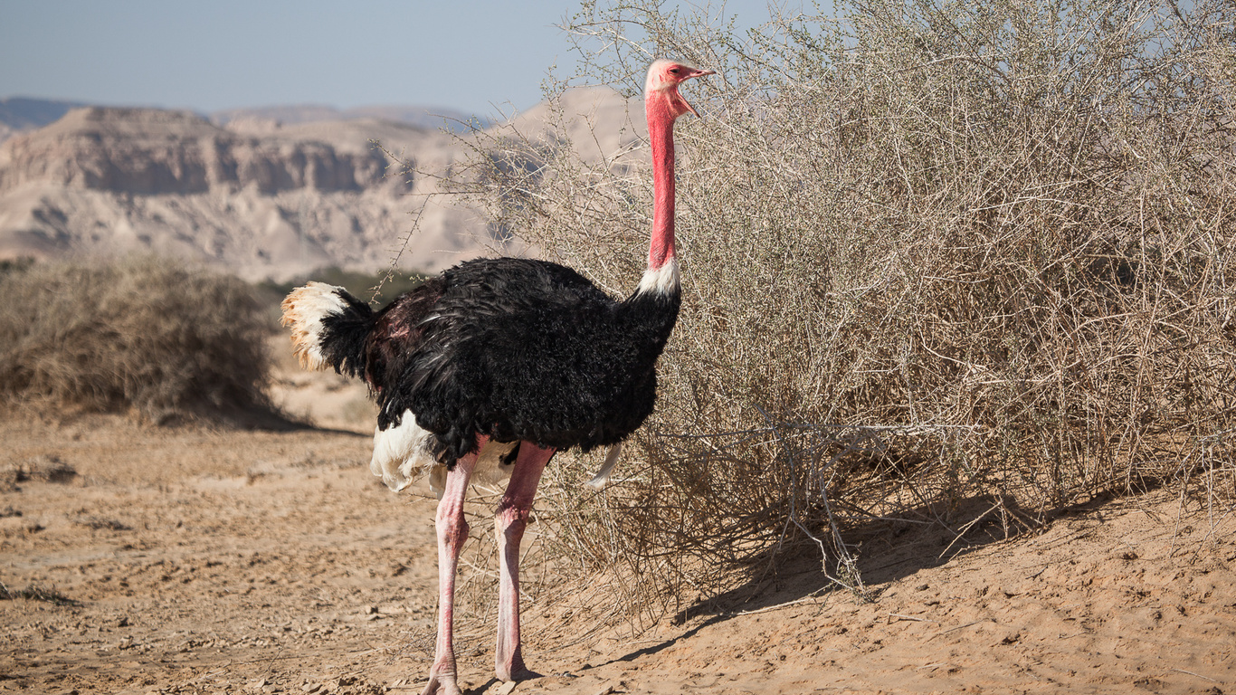 Правда ли, что страусы прячут голову в песок: интересные научные факты ...