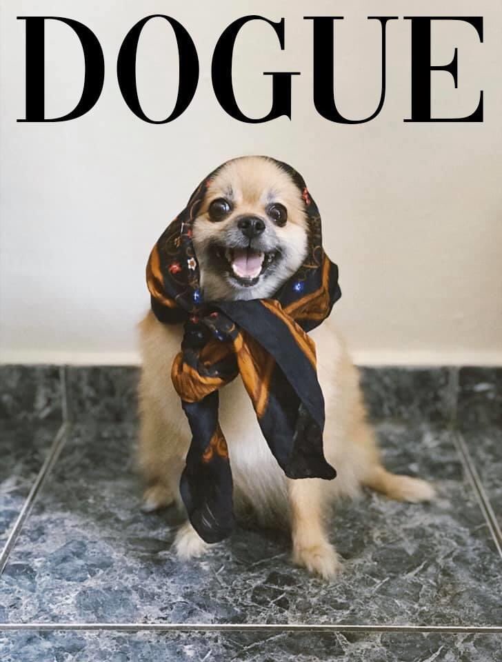 Dogue замість Vogue: Собаки замість моделей на обкладинці продовжують ...