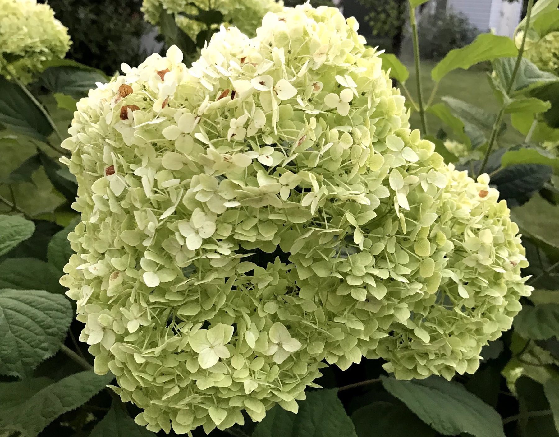 Кожної осені роблю це з гортензією, щоб на наступний рік вона цвіла ще ...